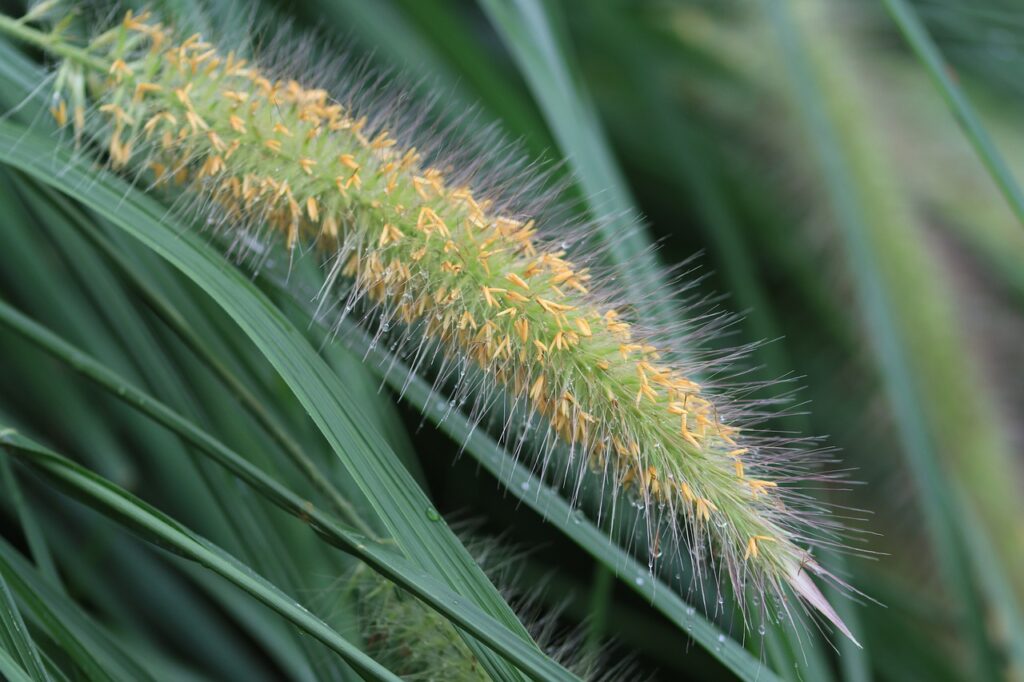 What is Millet - Types, Benefits, and Recipes